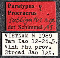 ELATERIDAE Procraerus subligatus