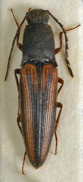 ELATERIDAE Procraerus parallelicollis