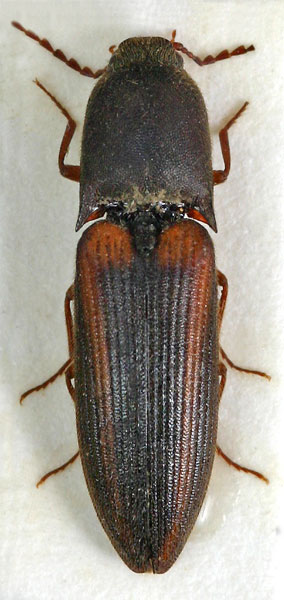 ELATERIDAE Procraerus subligatus