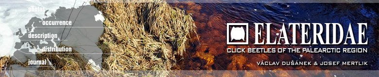 ELATERIDAE Warchalowskianus religiosus