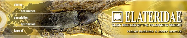 ELATERIDAE
